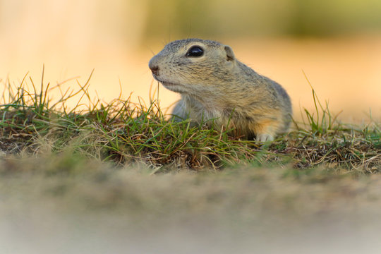 Sysel Images – Browse 55 Stock Photos, Vectors, and Video | Adobe Stock