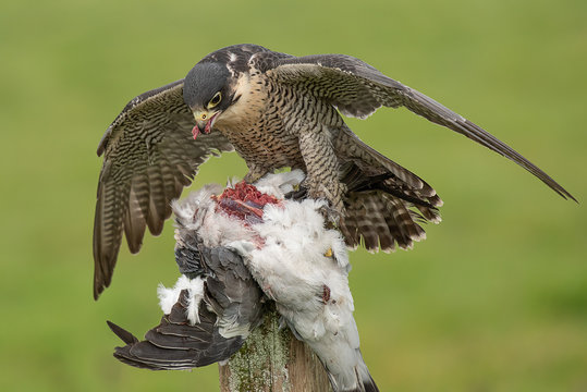Peregrine Falcon Diet