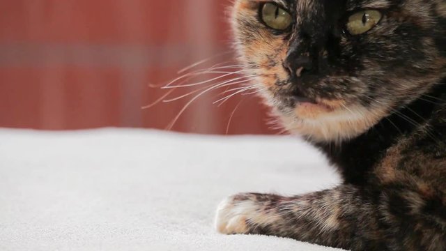 "Focused Cat" Images – Browse 40 Stock Photos, Vectors, and Video ...