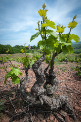"cep De Vigne" : photos, illustrations, vecteurs et vidéos libres de ...