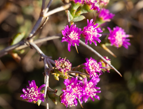 "African Plants" Images – Browse 360 Stock Photos, Vectors, and Video ...