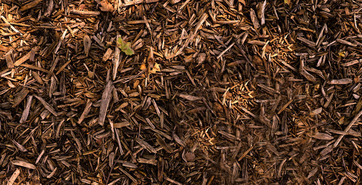 Matojo bilder – Bläddra bland 163 stockfoton, vektorer och videor ...