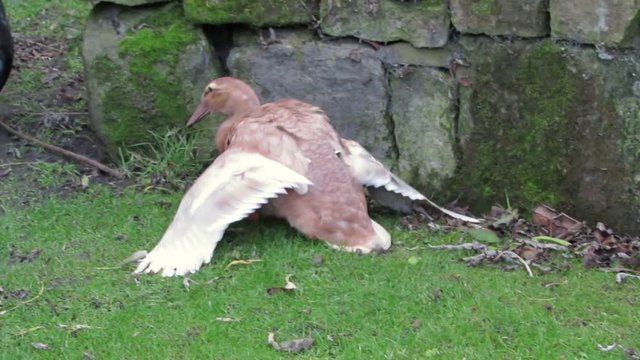 Lame Duck Images – Browse 321 Stock Photos, Vectors, and Video | Adobe ...