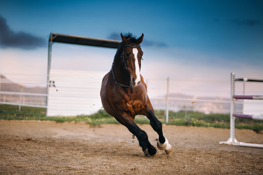 4,950 BEST Horse Running Forward IMAGES, STOCK PHOTOS & VECTORS | Adobe ...