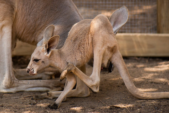 Baby-Animal bilder – Bläddra bland 194 stockfoton, vektorer och videor ...