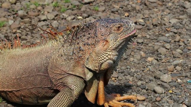 Imagens de Warane – Explore Fotografias do Stock, Vetores e Vídeos de ...