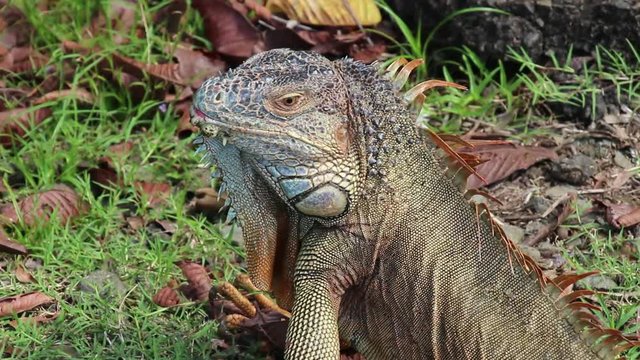 Warane bilder – Bläddra bland 204 stockfoton, vektorer och videor ...