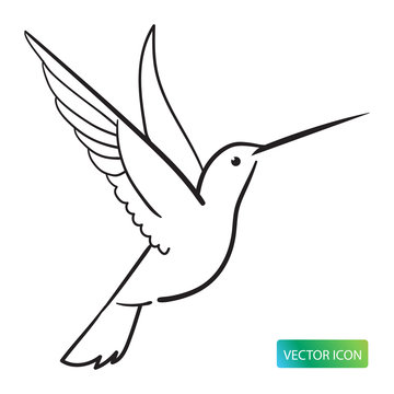 Hummingbird Outline Drawings