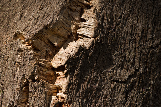 Carvalho 이미지 – 찾아보기 2,397 스톡 사진, 벡터 및 비디오 | Adobe Stock