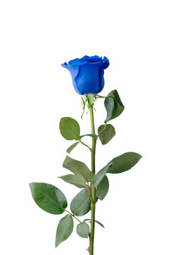 Single Blue Roses Pictures