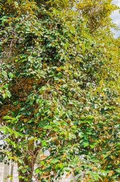 "Tar Apple" Images – Browse 8 Stock Photos, Vectors, and Video | Adobe ...