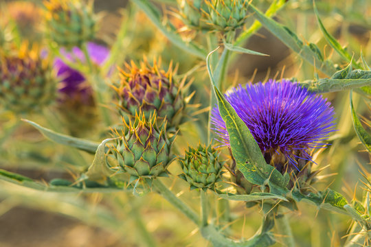 รูปภาพCynara – เลือกดูภาพถ่ายสต็อก เวกเตอร์ และวิดีโอ5,985 | Adobe Stock