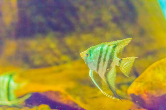 รูปภาพAngel-Fish – เลือกดูภาพถ่ายสต็อก เวกเตอร์ และวิดีโอ289 | Adobe Stock