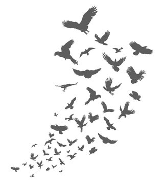 Flying Birds Silhouette Tumblr