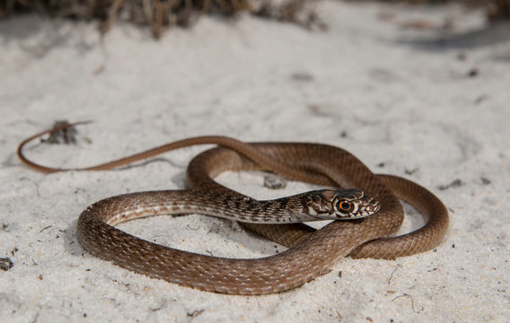 Imagens de Coachwhip – Explore Fotografias do Stock, Vetores e Vídeos ...