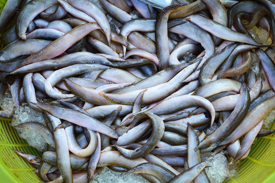 รูปภาพEel – เลือกดูภาพถ่ายสต็อก เวกเตอร์ และวิดีโอ101,915 | Adobe Stock