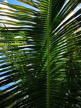 "Buri Palm" Billeder – Gennemse 97 stockfotos, vektorer og videoer ...