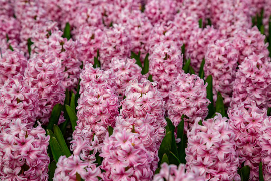 Fabrig Images – Browse 43 Stock Photos, Vectors, and Video | Adobe Stock