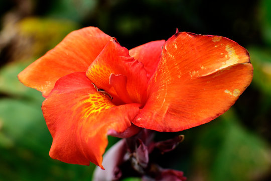 รูปภาพPlatanillo – เลือกดูภาพถ่ายสต็อก เวกเตอร์ และวิดีโอ109 | Adobe Stock