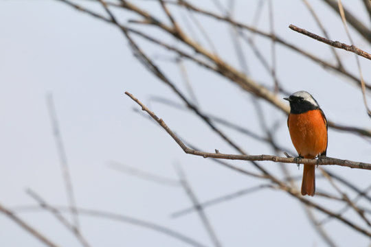 Otterrute Bilder – Durchsuchen 103 Archivfotos, Vektorgrafiken und ...