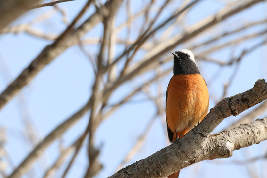 Otterrute Bilder – Durchsuchen 103 Archivfotos, Vektorgrafiken und ...