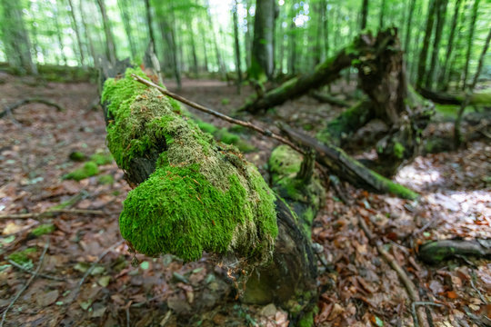 Vermooster-Bilder: Stock-Fotos & -Videos. | Adobe Stock