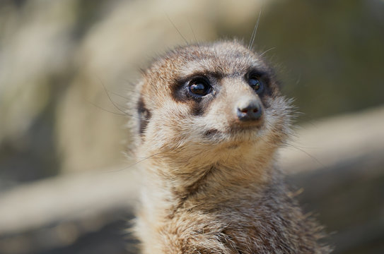 รูปภาพSurikata – เลือกดูภาพถ่ายสต็อก เวกเตอร์ และวิดีโอ500 | Adobe Stock