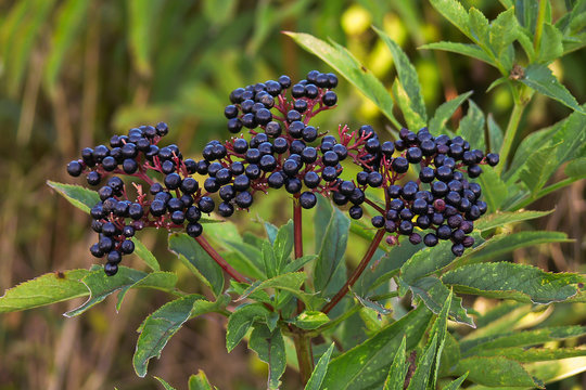 "Bacche Nere" Images – Browse 18 Stock Photos, Vectors, and Video ...