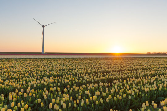 รูปภาพAlmere – เลือกดูภาพถ่ายสต็อก เวกเตอร์ และวิดีโอ18,314 | Adobe Stock