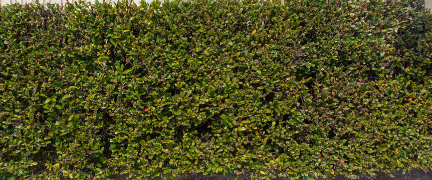 "Bush Texture" Images – Browse 55 Stock Photos, Vectors, and Video ...