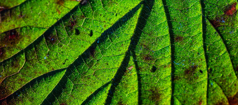 รูปภาพBlattnerven – เลือกดูภาพถ่ายสต็อก เวกเตอร์ และวิดีโอ161 | Adobe Stock