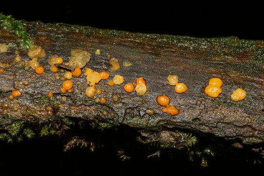 Pustel Images – Browse 72 Stock Photos, Vectors, and Video | Adobe Stock