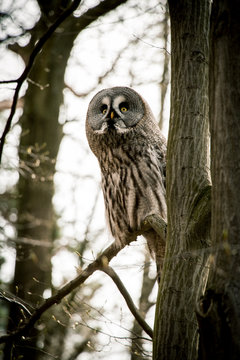 Kauz Bilder – Durchsuchen 2,398 Archivfotos, Vektorgrafiken und Videos ...