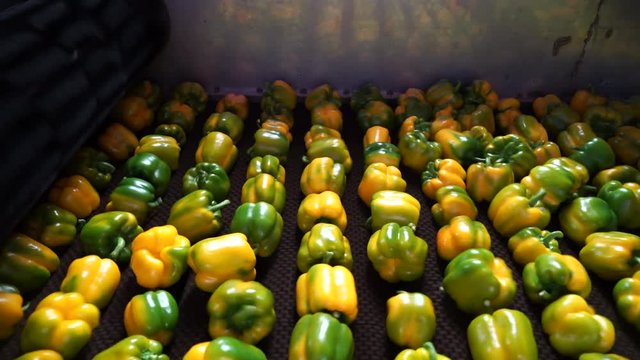 Morron Images – Browse 736 Stock Photos, Vectors, and Video | Adobe Stock