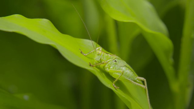 「キリギリス」の写真素材 1901件の無料イラスト画像 Adobe Stock 