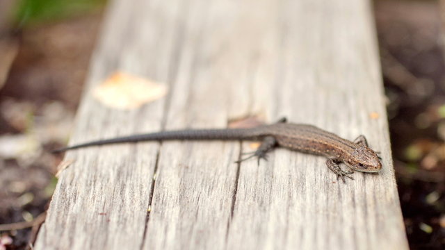 "Little Lizard"-Bilder: Stock-Fotos & -Videos. | Adobe Stock