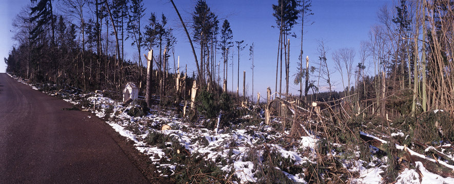 Windthrow Images – Browse 2,396 Stock Photos, Vectors, and Video ...