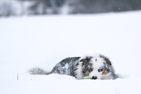 Are Australian Shepherds Like Cold Weather