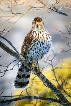 "Cooper Hawk" Images – Browse 1,637 Stock Photos, Vectors, and Video ...