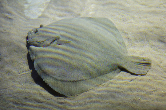 "Scophthalmus Rhombus" Imagens – Procure 1,888 fotos, vetores e vídeos ...