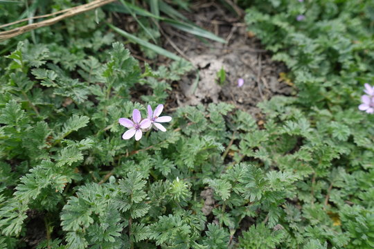 Pinwing Bilder – Durchsuchen 198 Archivfotos, Vektorgrafiken und Videos ...