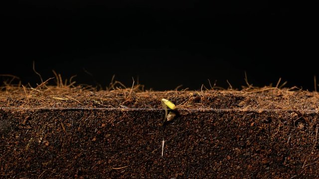 Weed Plant Time Lapse