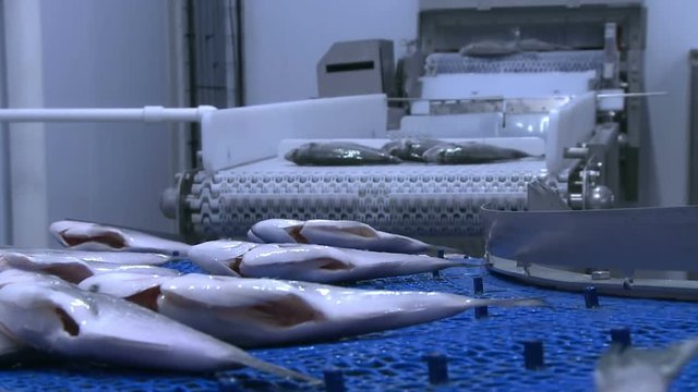 "Fish Factory" Images – Browse 2,072 Stock Photos, Vectors, and Video ...