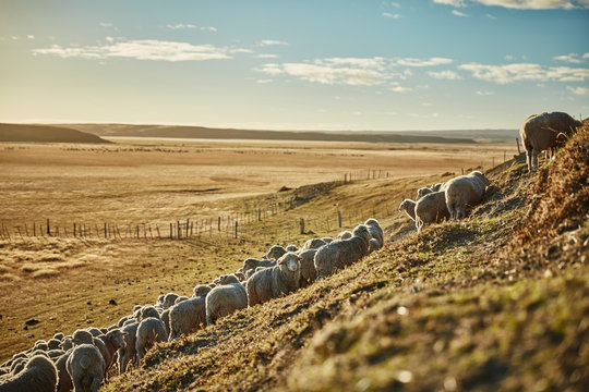 「Stockbreeding」の画像 - 135,508 件の Stock 写真、ベクターおよびビデオ | Adobe Stock