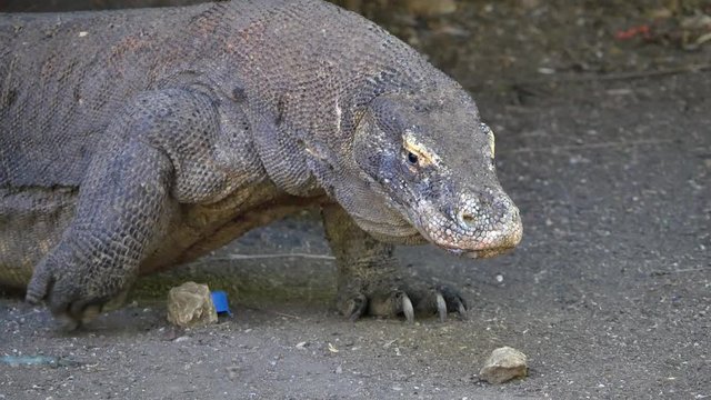 Comodo Video Footage – Browse 197 HD Stock Video and Footage | Adobe Stock