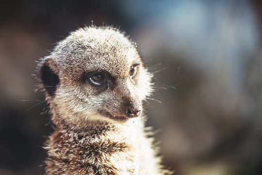 Guetter bilder – Bläddra bland 521 stockfoton, vektorer och videor ...