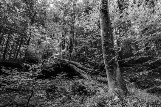 Jawohl bilder – Bläddra bland 93 stockfoton, vektorer och videor ...