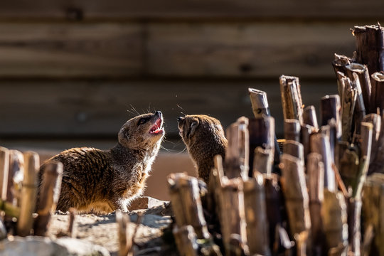 Guetter Images – Parcourir 521 le catalogue de photos, vecteurs et ...