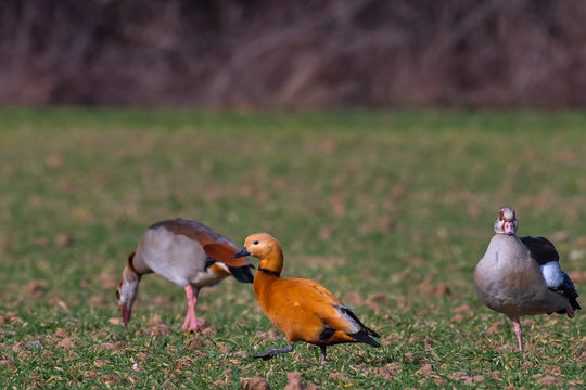 Rostgans Images – Browse 237 Stock Photos, Vectors, and Video | Adobe Stock