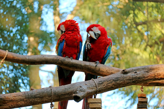 รูปภาพ"Scarlet Macaw" – เลือกดูภาพถ่ายสต็อก เวกเตอร์ และวิดีโอ9,985 ...